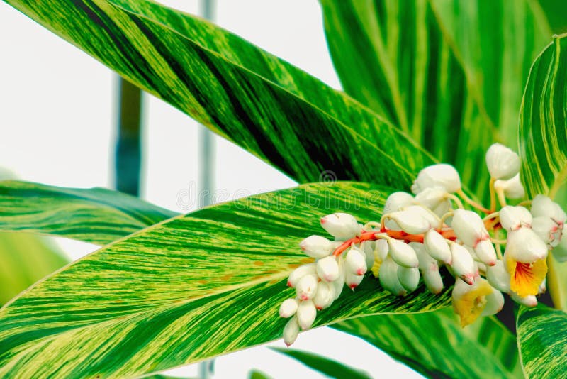 Shell Ginger Plant stock photo. Image of bright, showing - 96901276