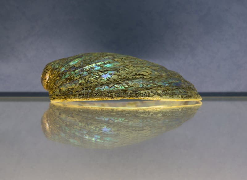 Shell on glass stock image. Image of surface, decorative - 82953275