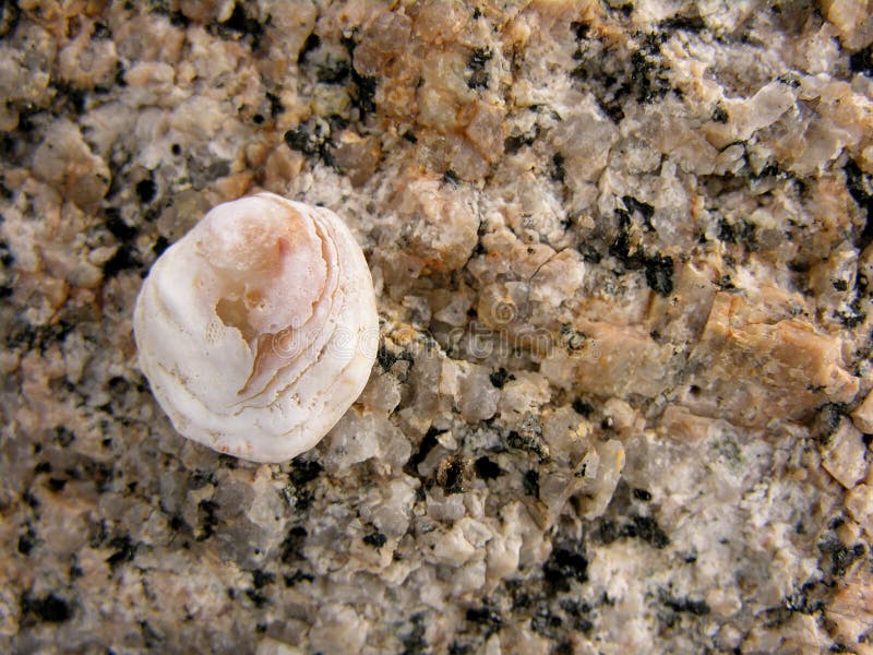 Shell on a granite rock stock photo. Image of stone - 119028154