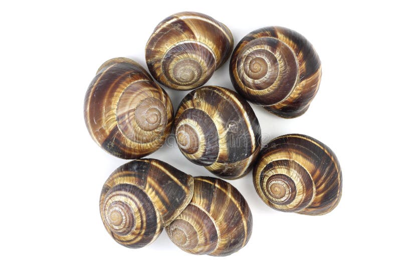 Shell Grape Snails Isolated Stock Image - Image of shell, wildlife ...