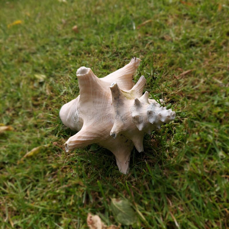 Shell on grass stock photo. Image of wildlife, invertebrate - 247634762