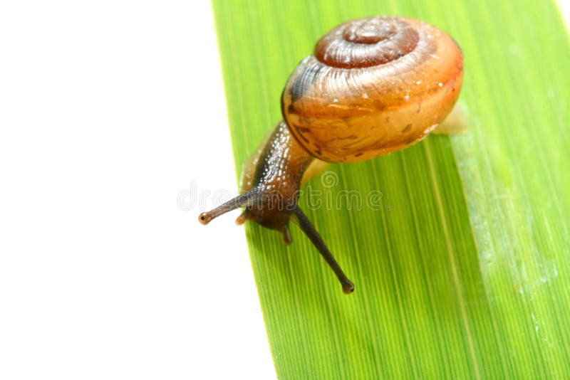 Shell on grass stock photo. Image of fern, isolated, grass - 6003440
