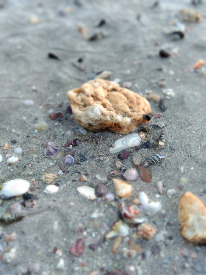 Shell stock image. Image of phasika, shellcolor, seasand - 160797879