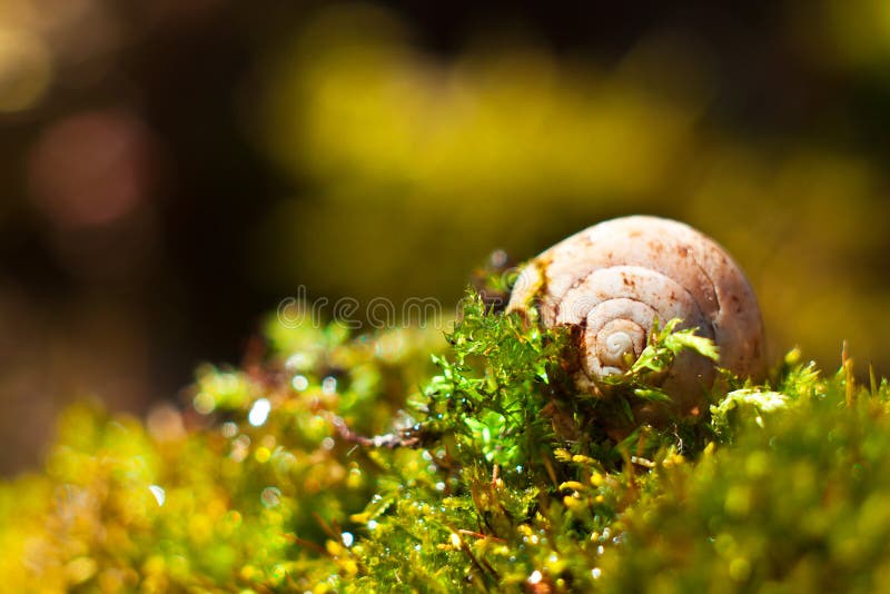 Shell on grass stock photo. Image of morning, nature - 39139872