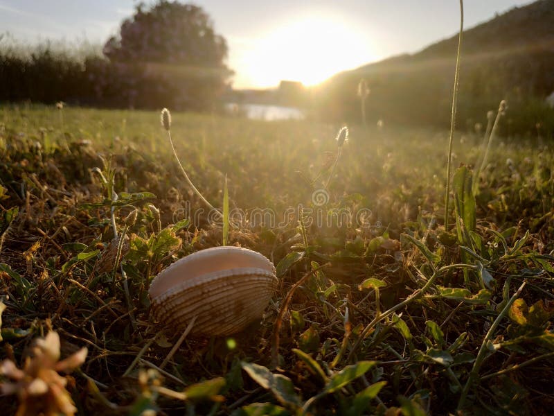 Shell stock photo. Image of grass, shell, tree, river - 153143870