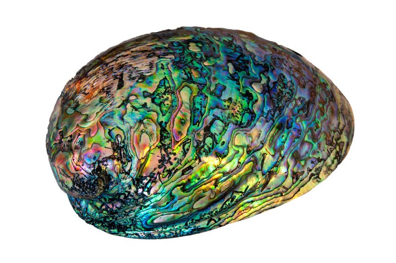 Paua Shell stock image. Image of abalone, curved, snail - 18879961