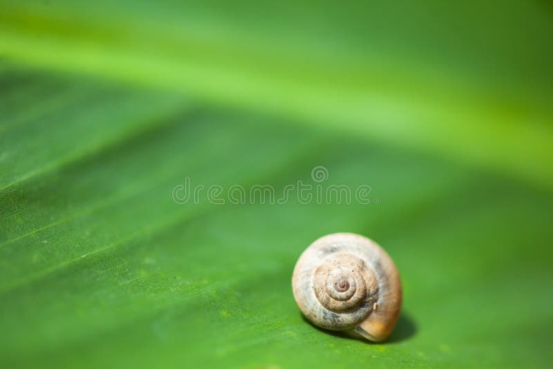 A shell on a green leaf stock photo. Image of nature - 239591866