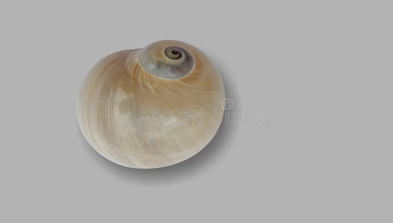 Sea Shell with Grey Textured Background Wallpaper, Stock Image - Image ...