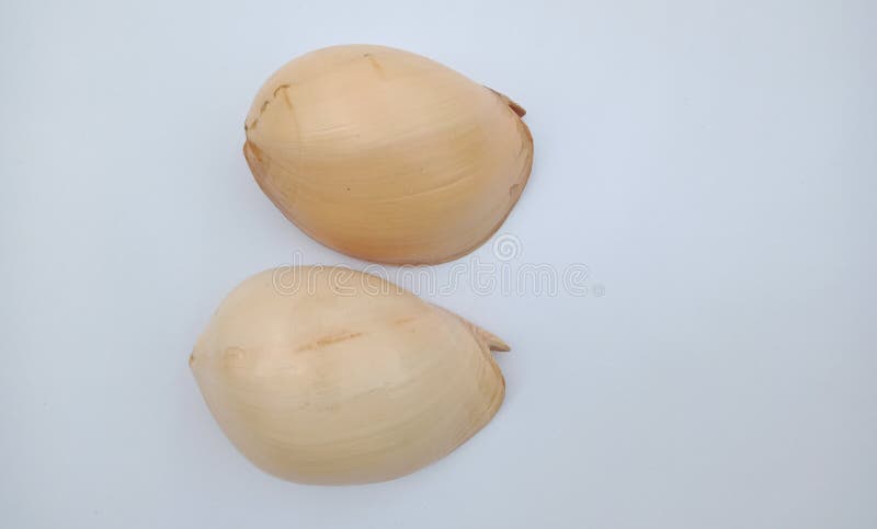 Sea Shell with Grey Textured Background Wallpaper, Stock Image - Image ...