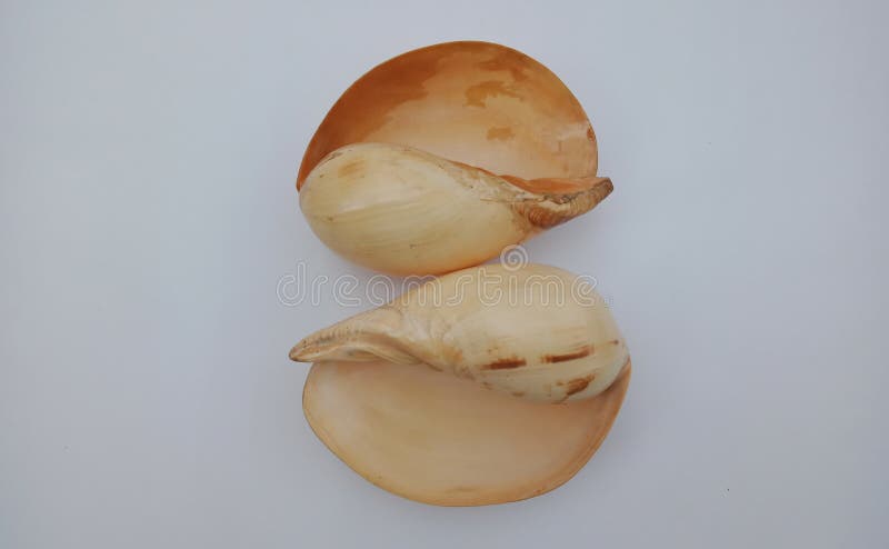 Shell with Grey Textured Background Wallpaper, Stock Image - Image of ...