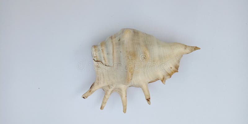 Shell with Grey Textured Background Wallpaper, Stock Image - Image of ...