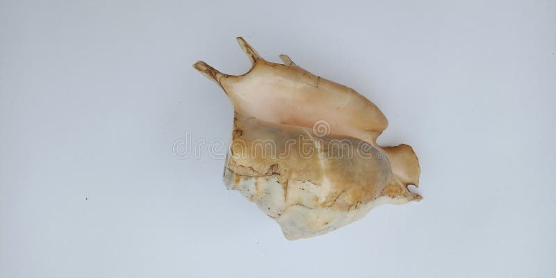 Shell with Grey Textured Background Wallpaper, Stock Image - Image of ...