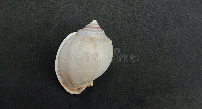 Sea Shell with Grey Textured Background Wallpaper, Stock Photo - Image ...