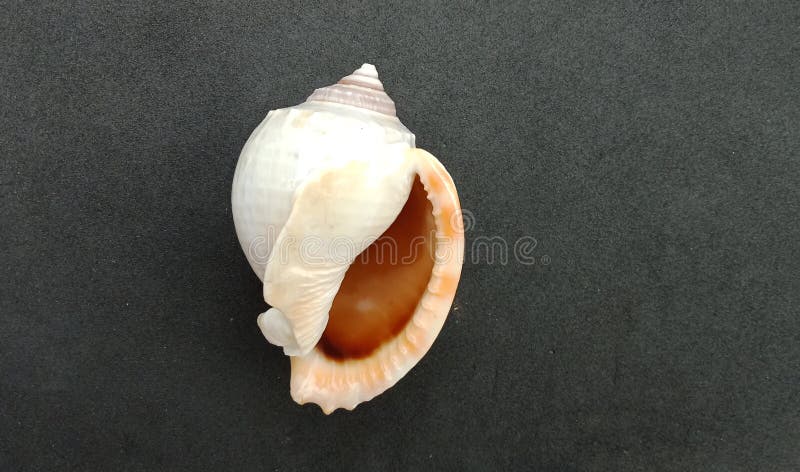 Sea Shell with Grey Textured Background Wallpaper, Stock Photo - Image ...
