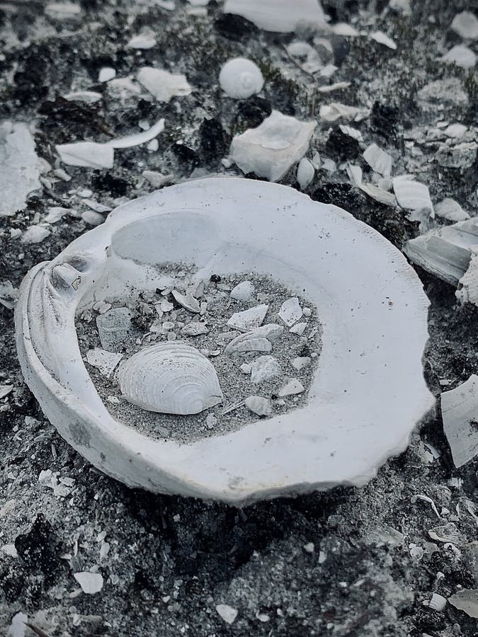 Shell in a Shell on the Ground Stock Image - Image of house, property ...