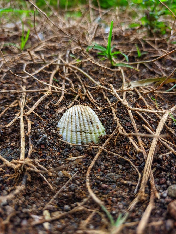 A shell in the ground stock photo. Image of forest, shell - 211518360