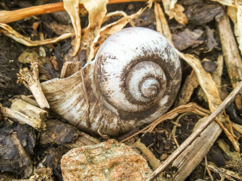 Shell on the ground stock photo. Image of closeup, shellfish - 61886692