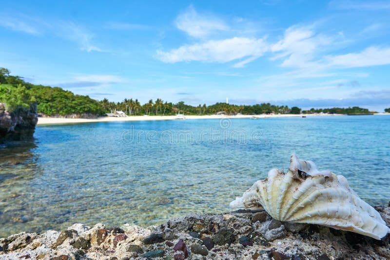 Shell on the Ground with Malapascua Beach in Background. Philippines ...