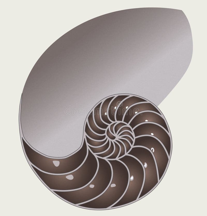 Shell half stock illustration. Illustration of beach, shore - 650391