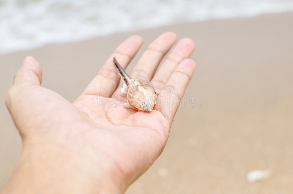 Shell in hand stock photo. Image of beach, hand, life - 19115314
