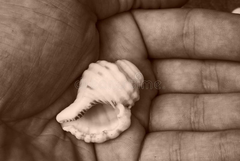 Shell in hand stock image. Image of small, fingers, brown - 4368537