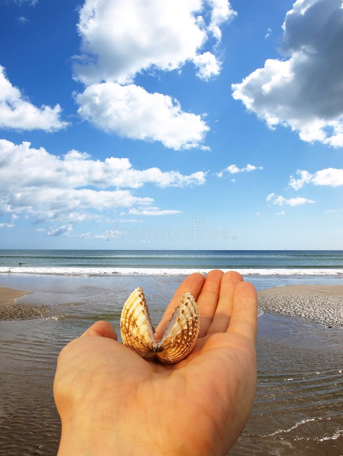 Hand And Shell Picture. Image: 5682083