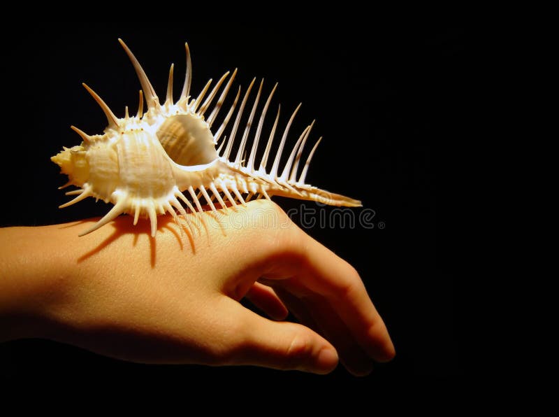 Shell on the hand stock image. Image of cockle, exotic - 914517