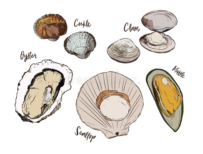 Seafood Draw Stock Illustrations – 5,419 Seafood Draw Stock ...