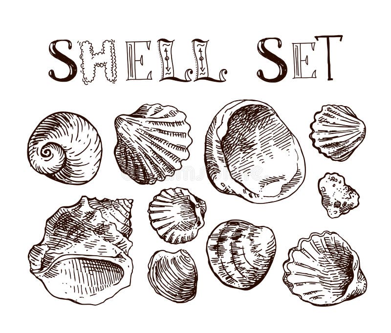 Shell hand drawn stock vector. Illustration of nautilus - 71969986