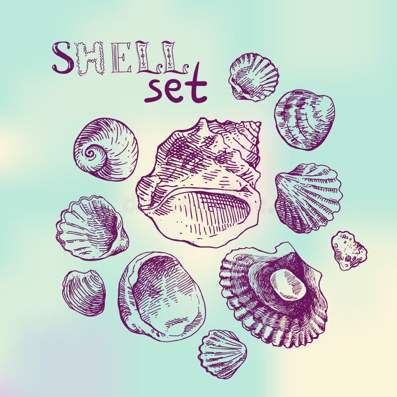 Shell hand drawn stock vector. Illustration of graphic - 71970949