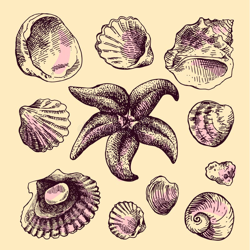 Shell hand drawn stock vector. Illustration of starfish - 71970962