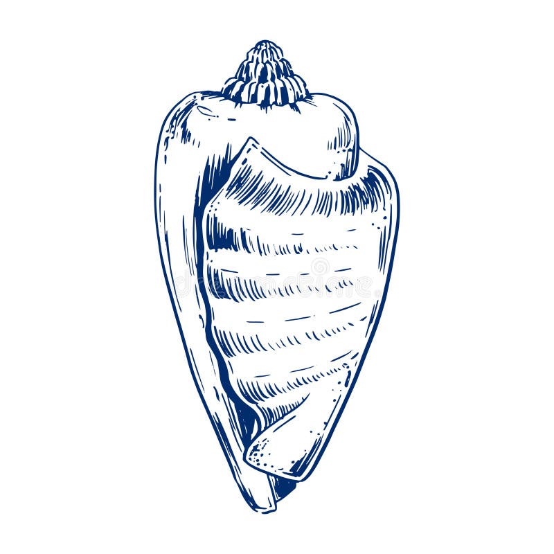 Shell. Hand Drawn Seashells. Engraving on a Marine Theme Stock Vector ...