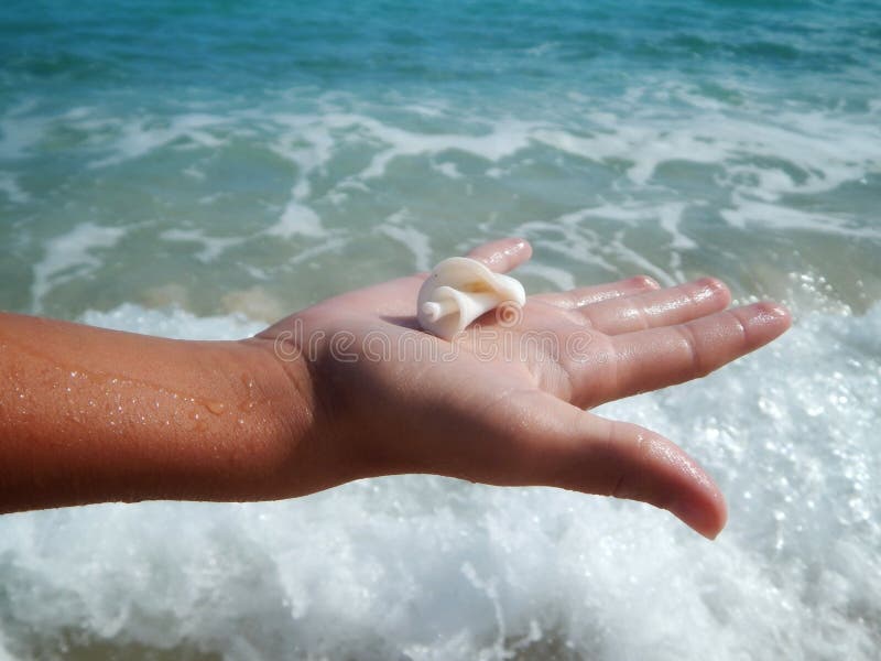 Shell on hand stock image. Image of forest, branch, background - 60564153