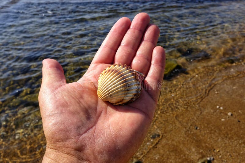 Shell in the hand stock image. Image of shellfish, shell - 126787237