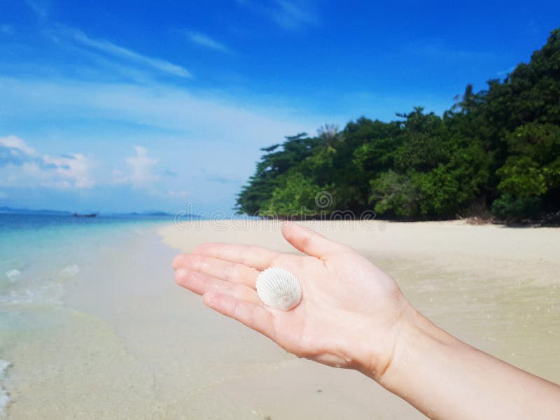Shell on hand stock image. Image of forest, branch, background - 60564153