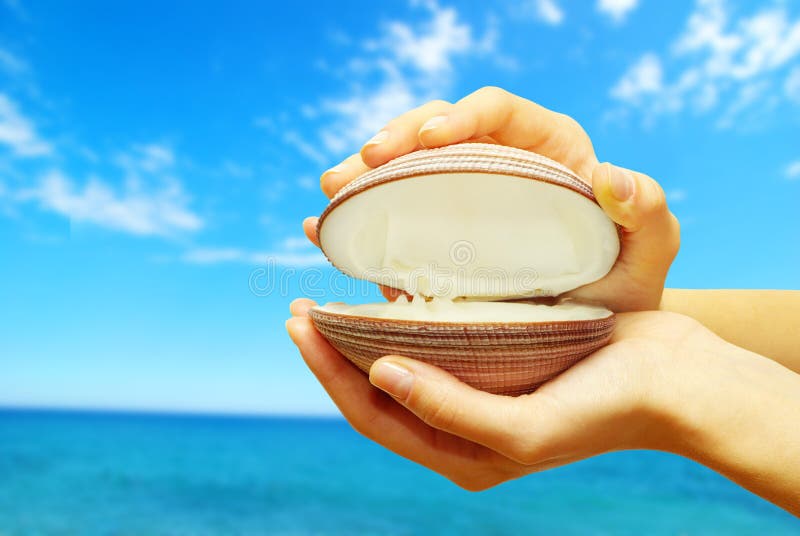 Shell in hands stock photo. Image of holding, summer - 11527844