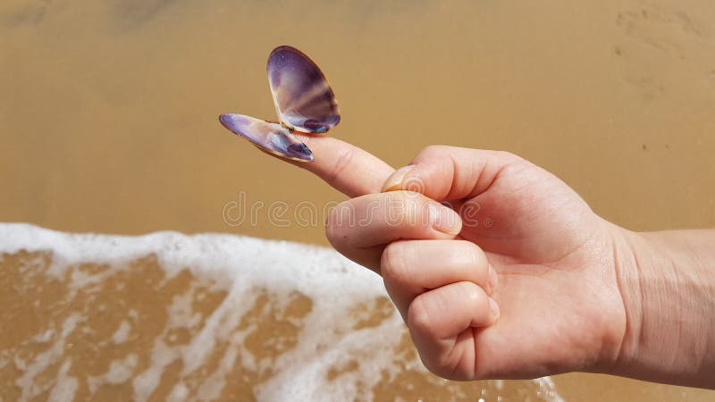 Shell in the Hands on a Finger - Srilankan Seashell Stock Image - Image ...