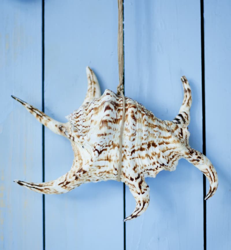Shell hanging on boards stock image. Image of starfish - 38606855