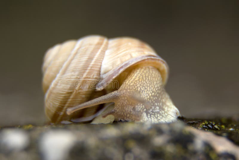 Shell macro photo close up stock image. Image of hard - 119636181