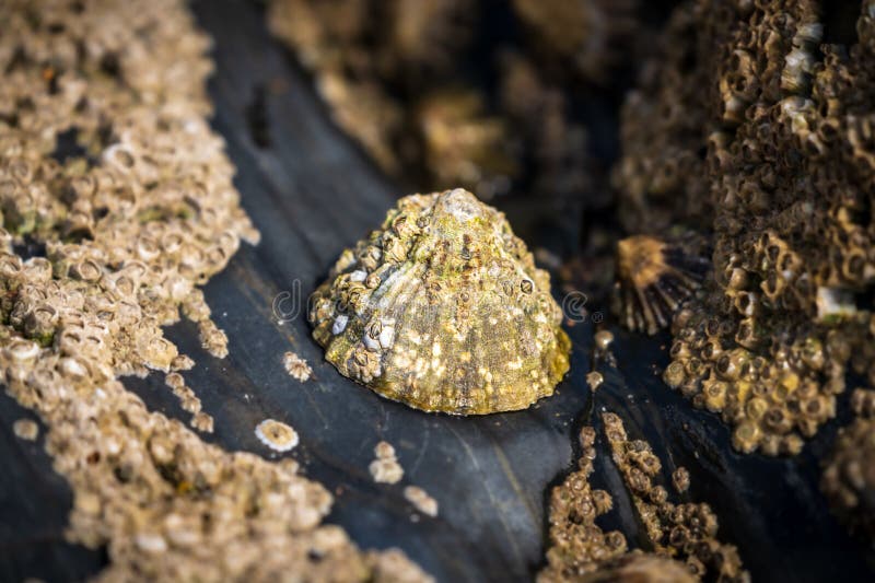A Shell that Has Grown Onto a Stone Stock Photo - Image of surface ...