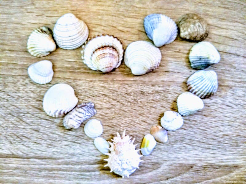 Shell heart stock photo. Image of shell, beach, heart - 122712448