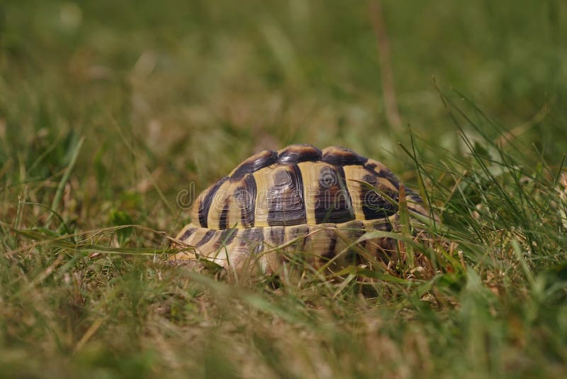 Shell of Hermanns tortoise stock image. Image of cites - 224076227