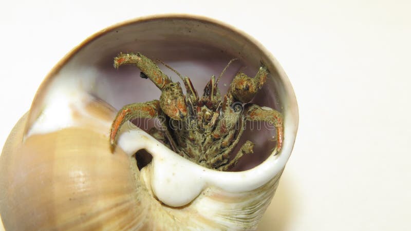 Shell with hermit crab stock photo. Image of single, invertebrate ...