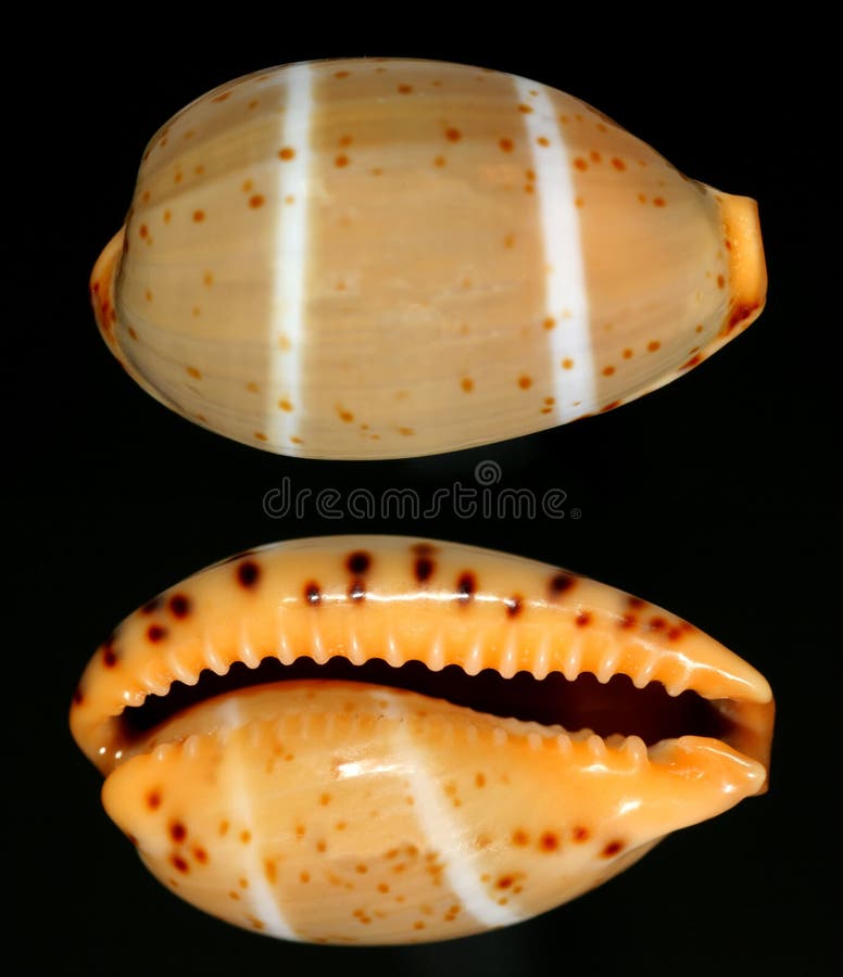 Shell Hermoso Del Caracol Aislado En Negro Imagen de archivo - Imagen ...