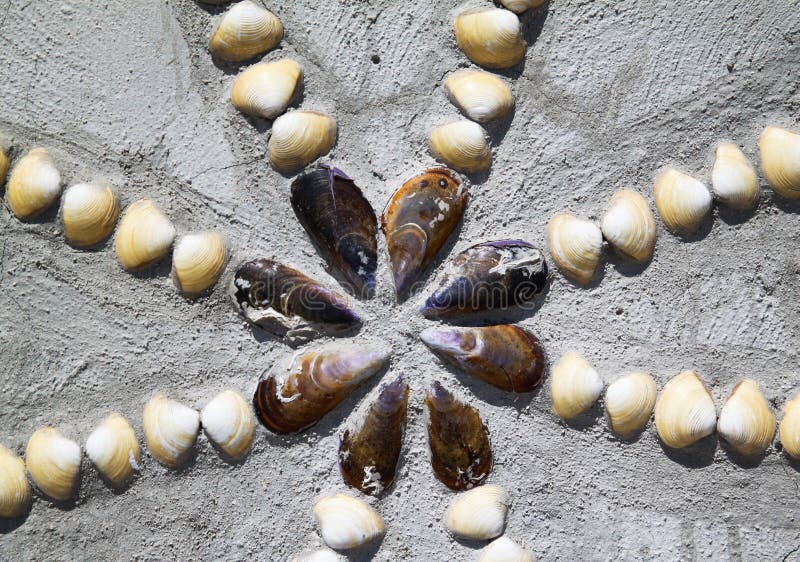 Shell in the house stock photo. Image of house, composition - 44624890