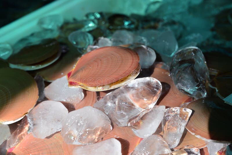 Shell on Ice stock image. Image of thailand, dinner, appetizer - 62289799