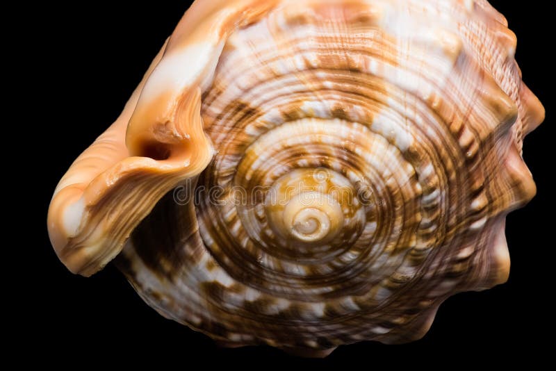 Shell stock image. Image of decoration, ocean, closeup - 84302333