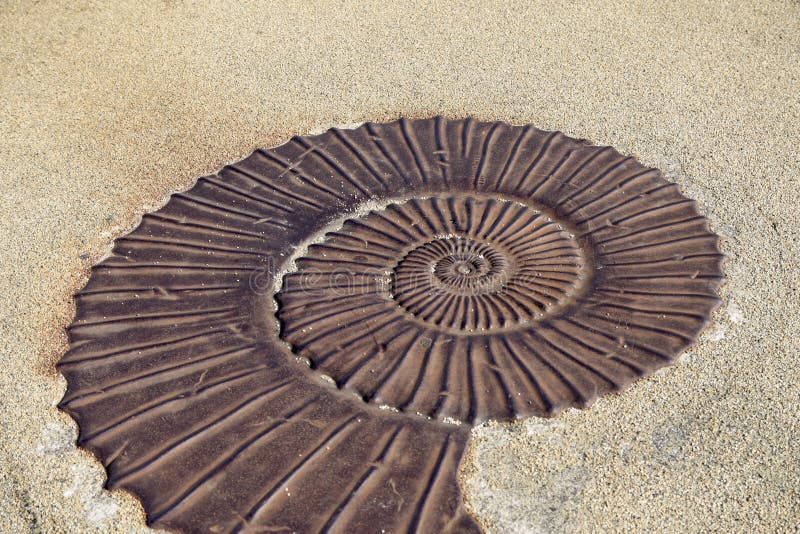 Shell imagery stock image. Image of shell, floor, imagery - 196399389