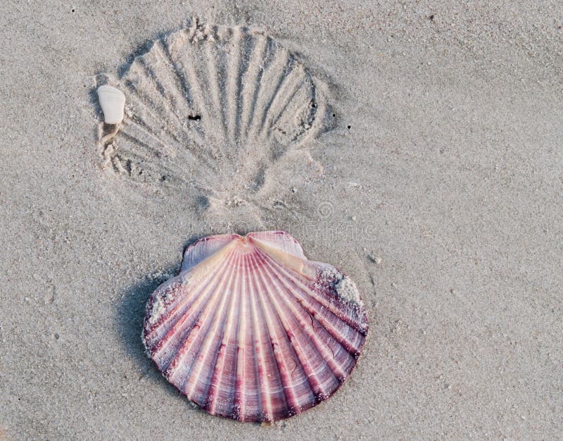 Shell imprint. stock photo. Image of artistic, shell - 31910368