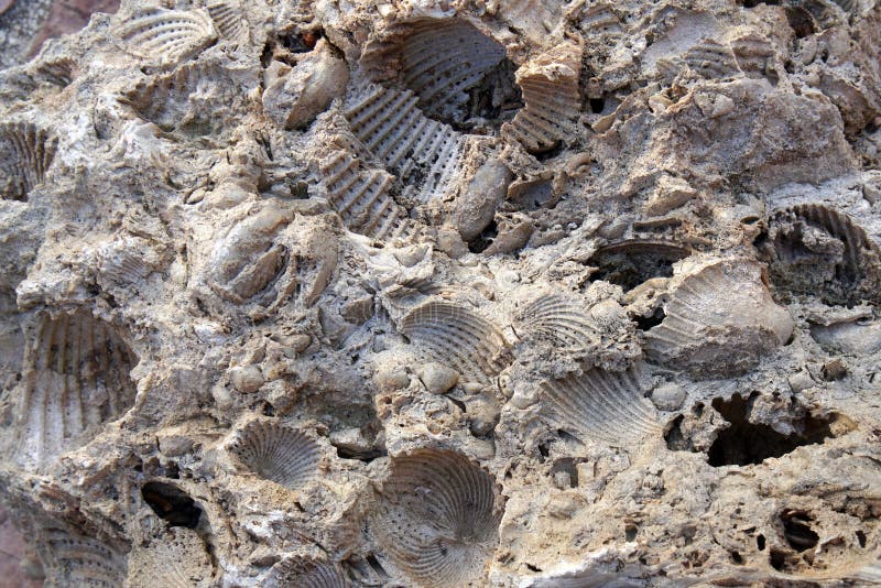 Shell Imprints in Stone, Fossil Stock Image - Image of seashell ...